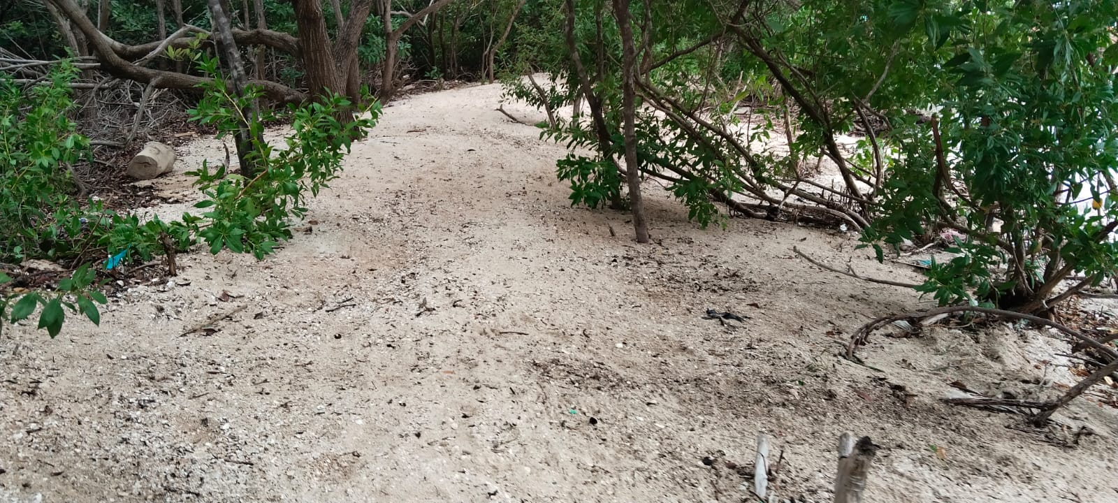 ZOFEMAT limpia los islotes del arroyo en el Malecón de la Caracol y ...